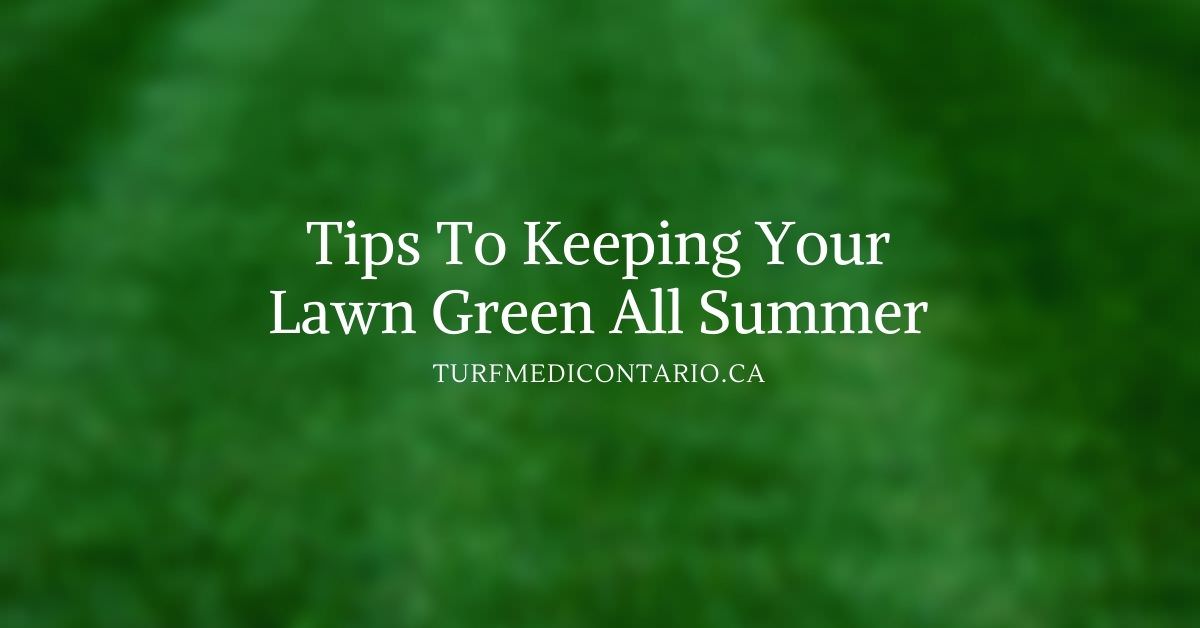 Tips To Keeping Your Lawn Green All Summer [Free Guide]